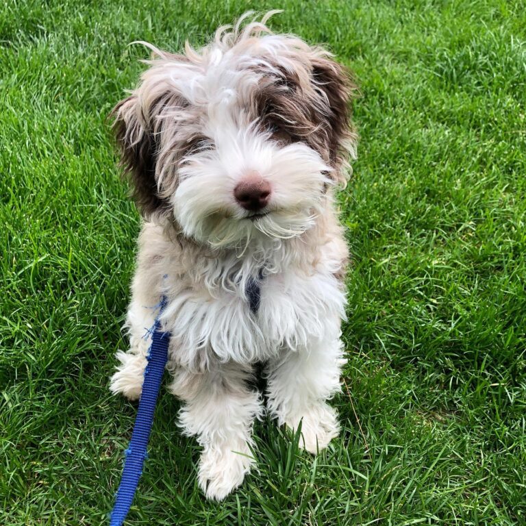 Buy Schnoodle Puppy US – Your Perfect Companion Awaits - PAWSOME SCHNOODLES